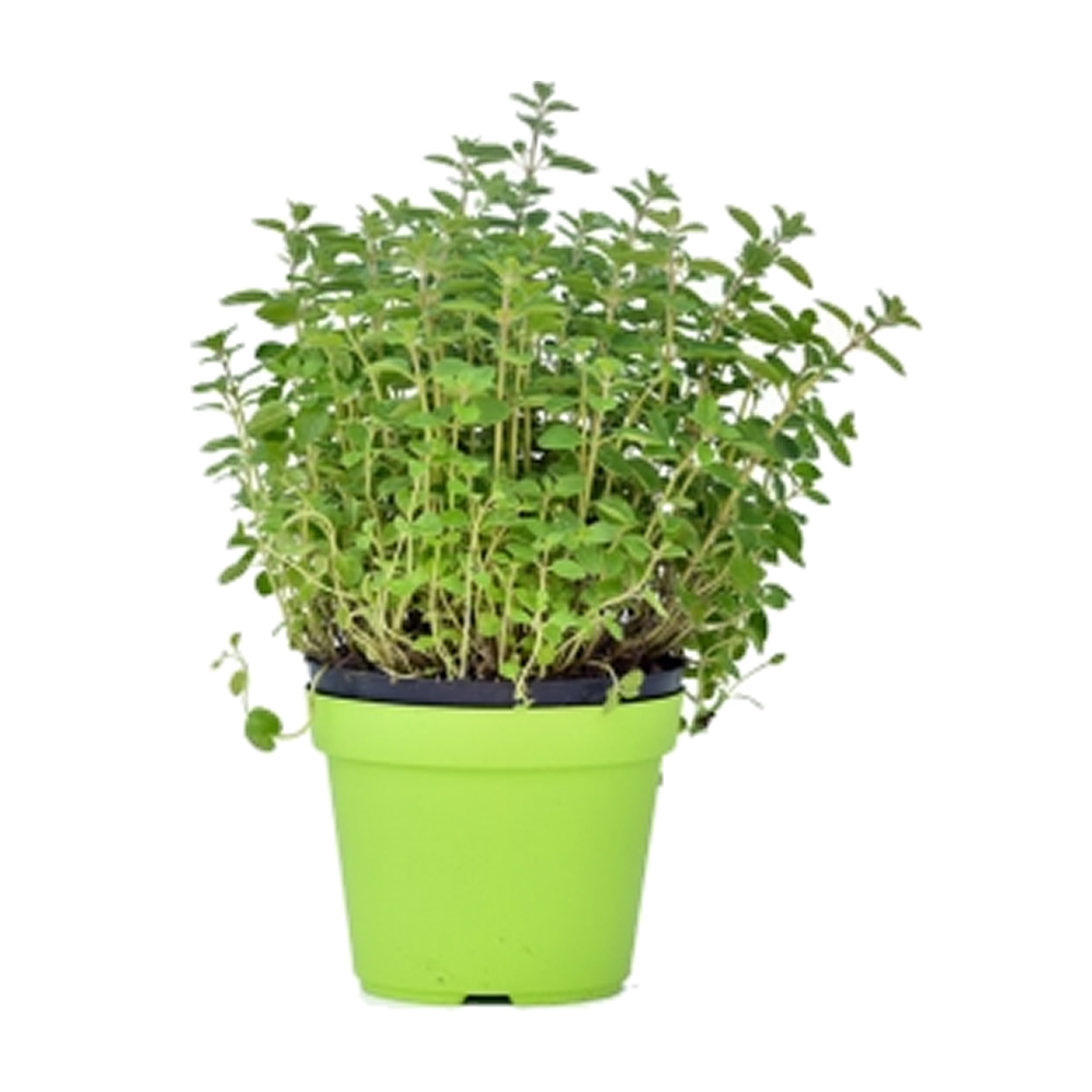 Pianta di ORIGANO in vaso da 14cm | NonPesa.it - Spesa Online